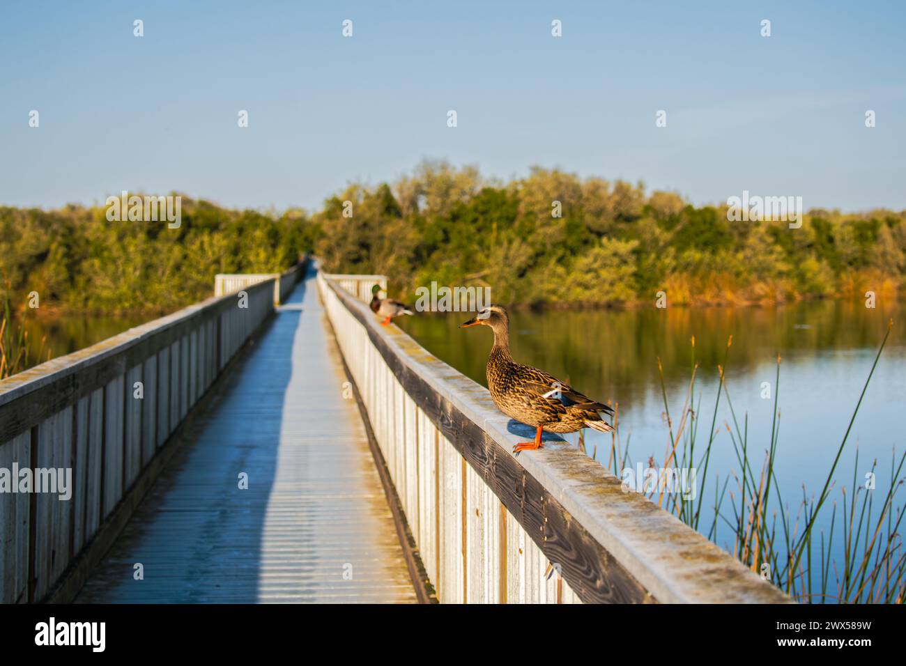 A long wooden boardwalk through the lake and a mallard duck close-up ...