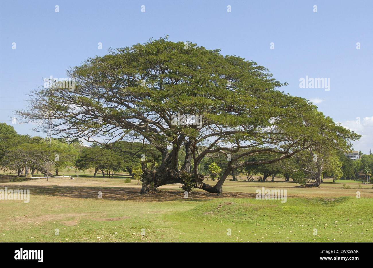 This Raintree blown over during cyclone Tracy in 1974 now growing up ...