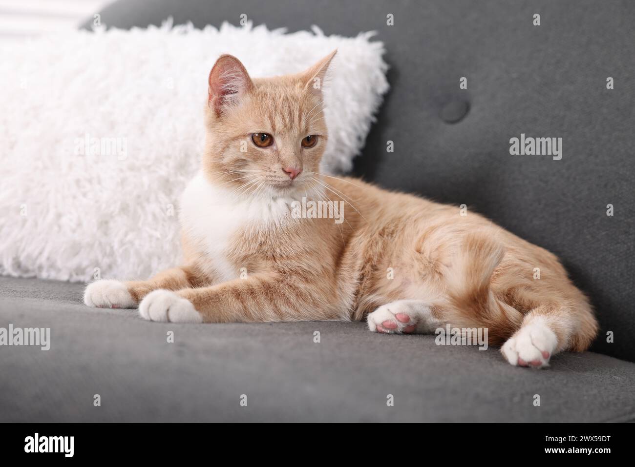 Cute ginger cat lying on sofa at home Stock Photo - Alamy
