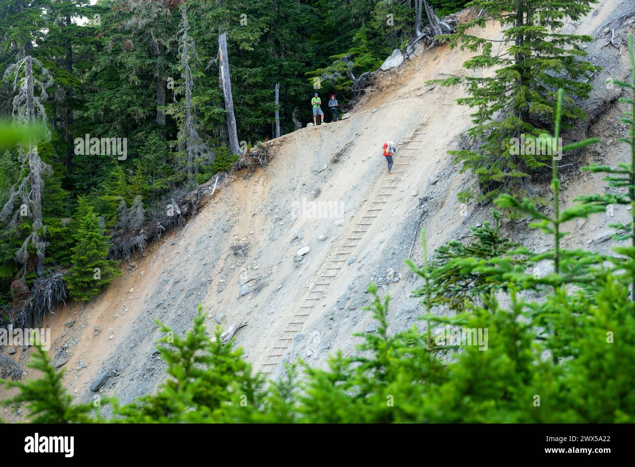 Snakes climbing hi-res stock photography and images - Alamy