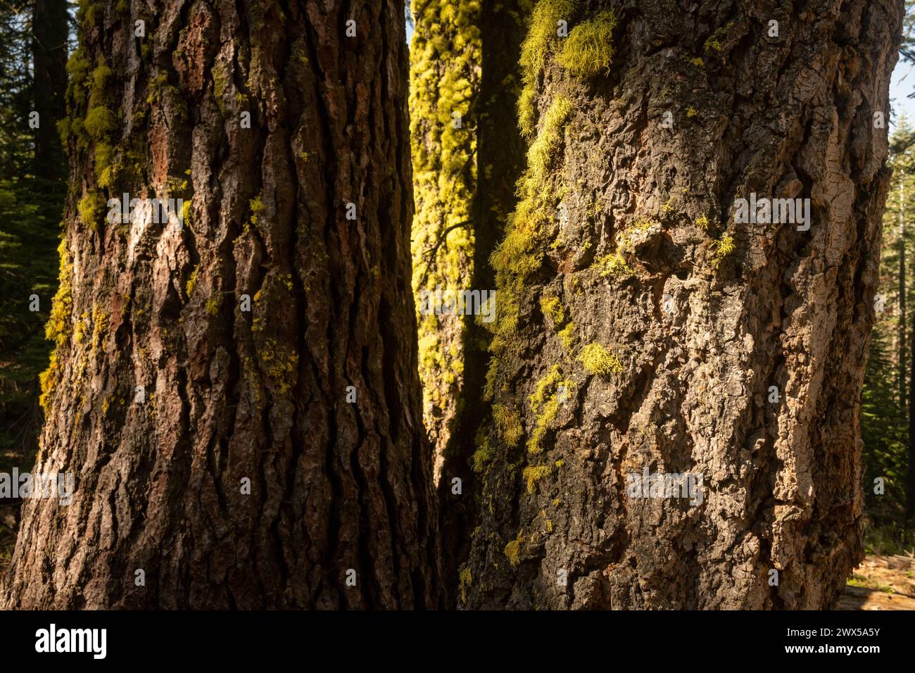 Multiple tree trunks hi-res stock photography and images - Alamy