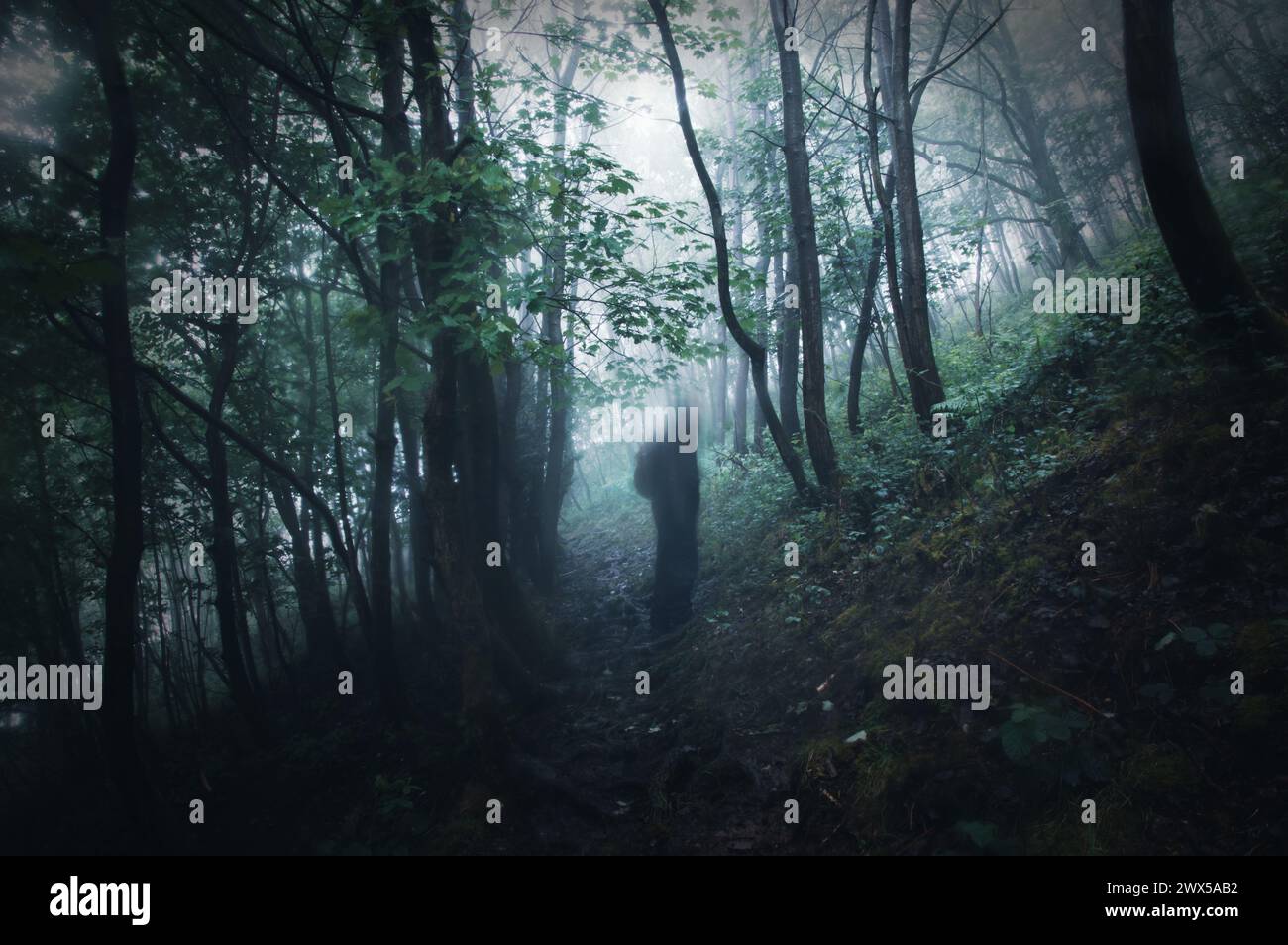 Creepy forest hi-res stock photography and images - Alamy