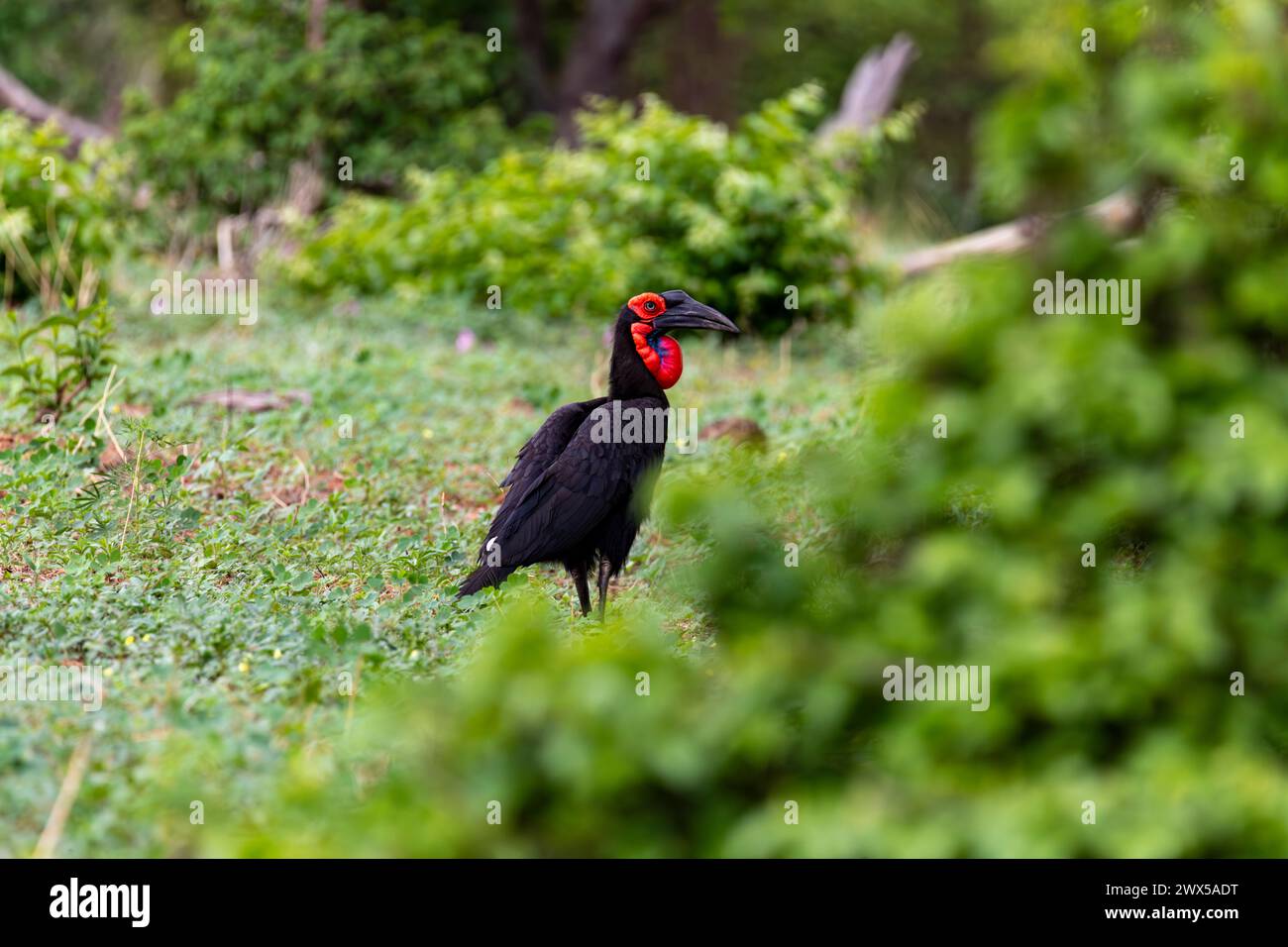 Southern ground hornbills hi-res stock photography and images - Alamy