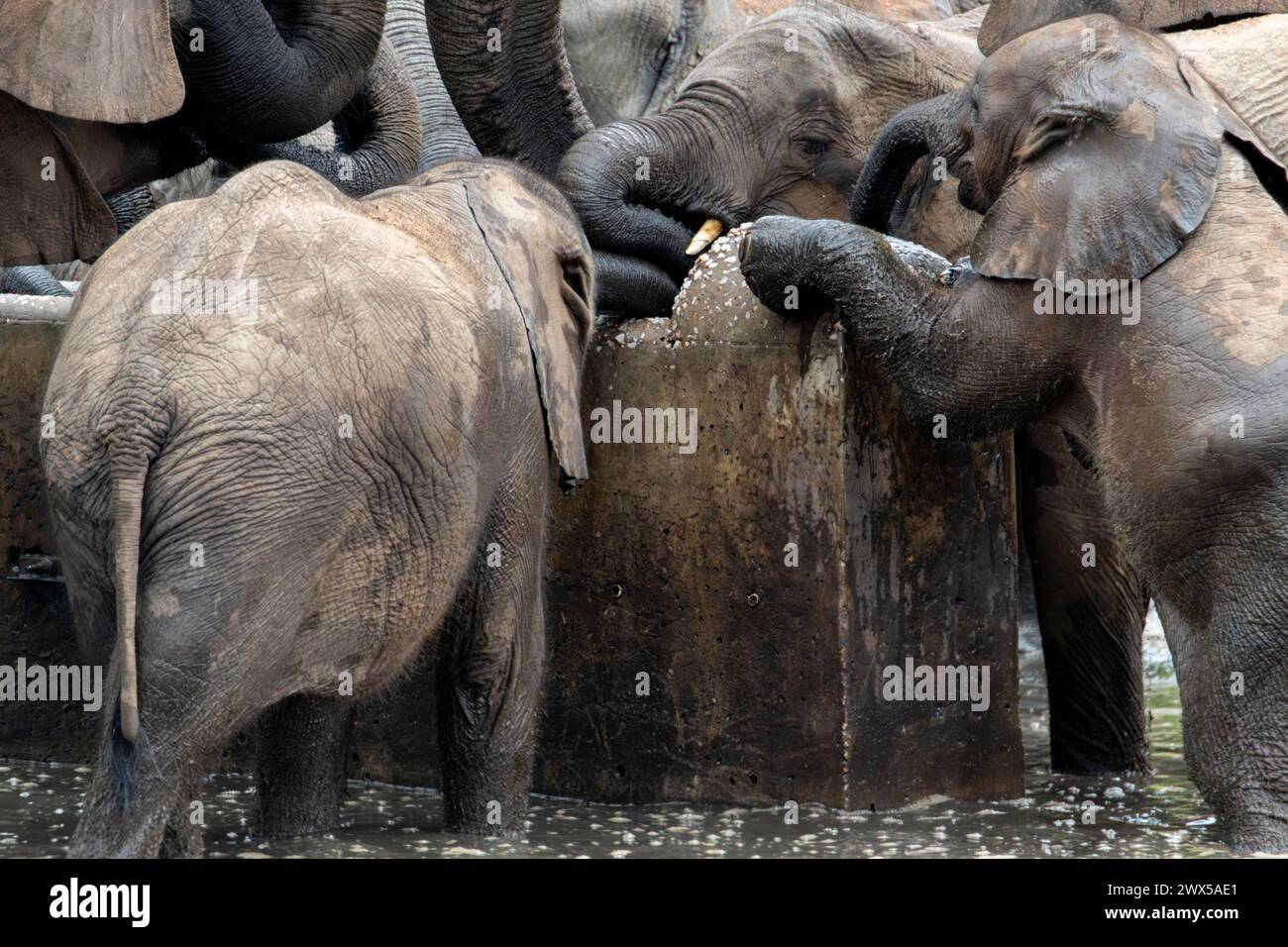 Baby elephant trying to reach water Stock Photo - Alamy