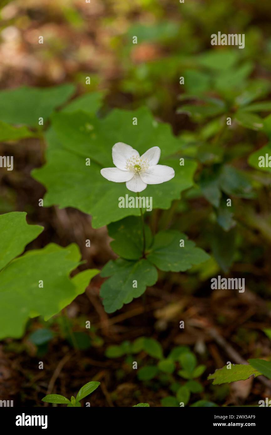Columbian Windflower (Anemonastrum deltoideum) next to Oregon's upper ...