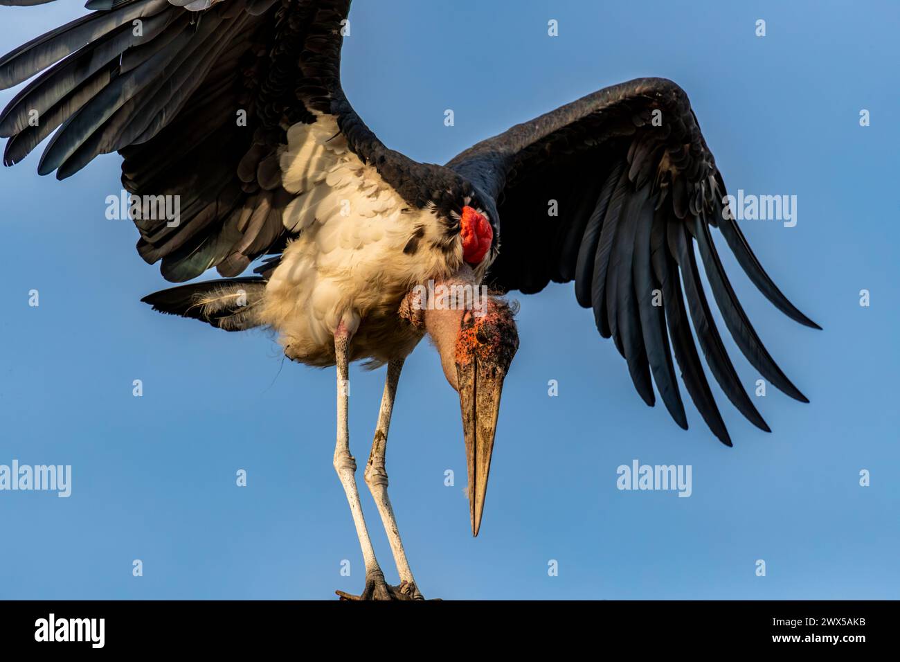 Largest wing spread of any living bird hi-res stock photography and ...