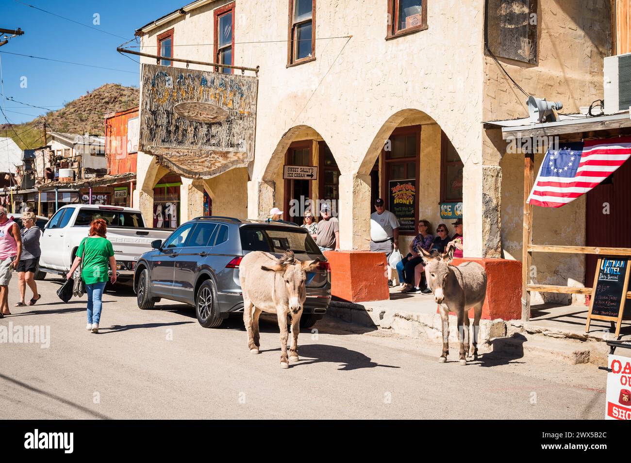 Wild burros walk through the historic gold mining town of Oatman ...