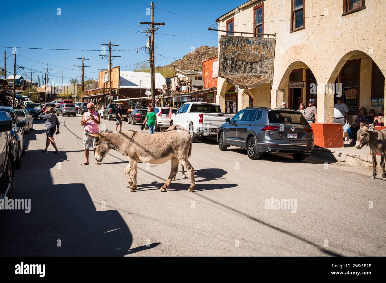 Wild burros walk through the historic gold mining town of Oatman ...