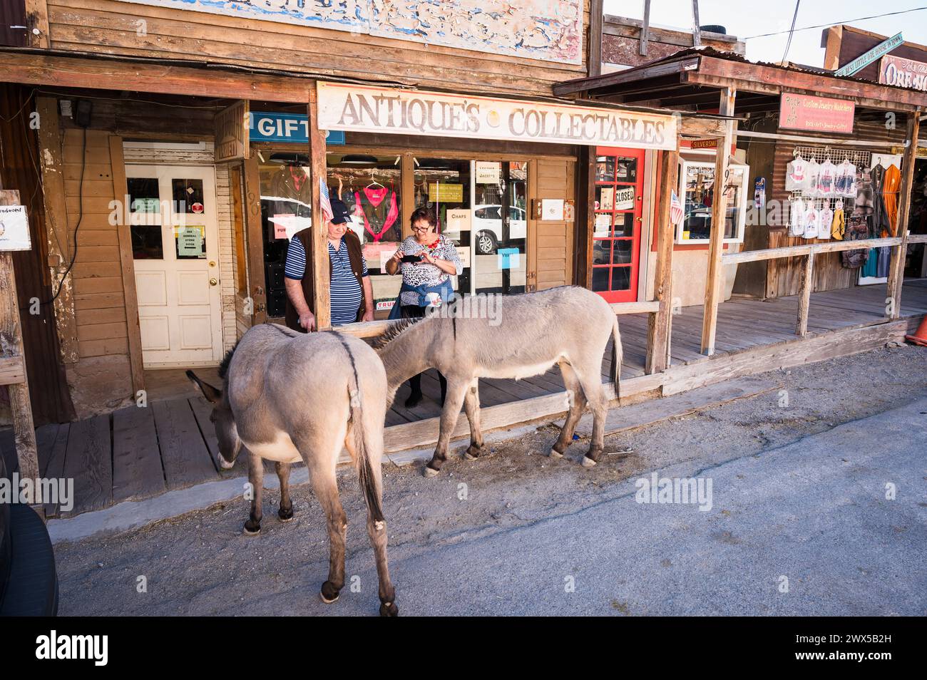 Wild burros walk through the historic gold mining town of Oatman ...