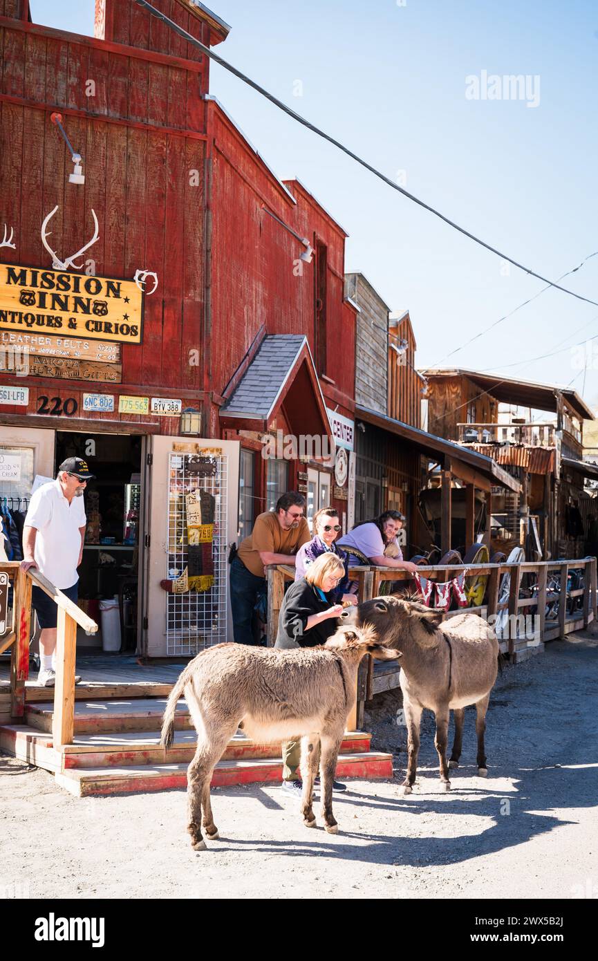 Wild burros walk through the historic gold mining town of Oatman ...