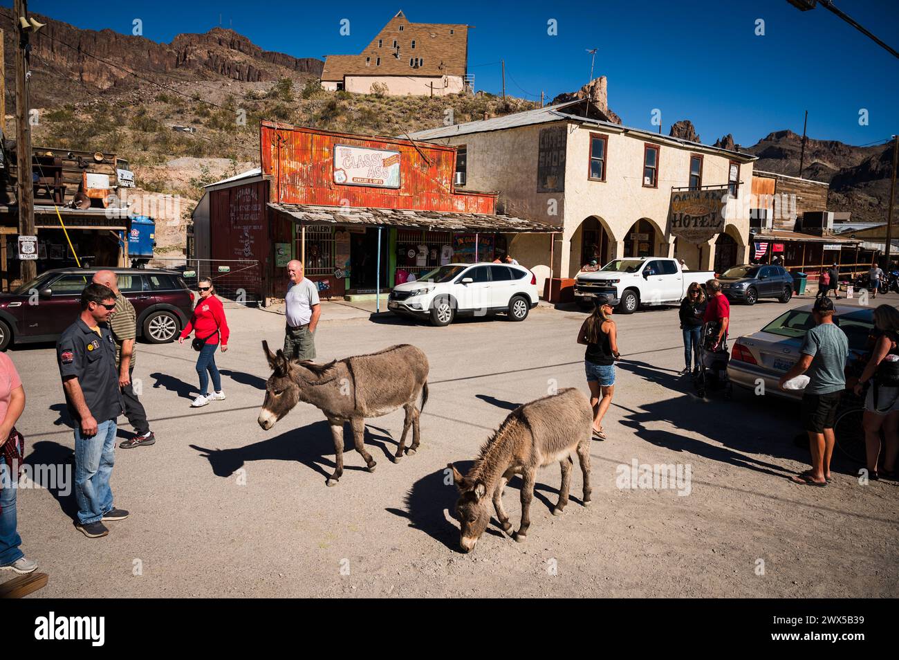Wild burros walk through the historic gold mining town of Oatman ...