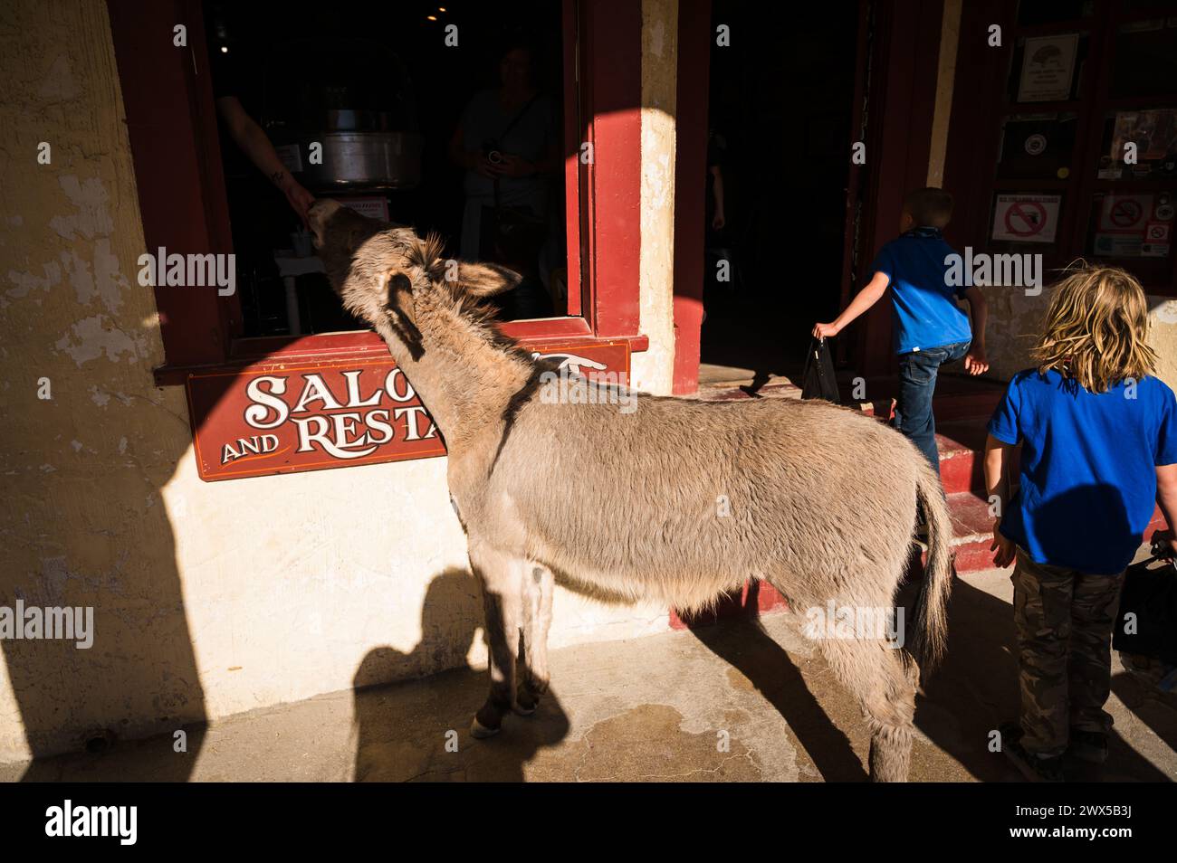 Wild burros walk through the historic gold mining town of Oatman ...