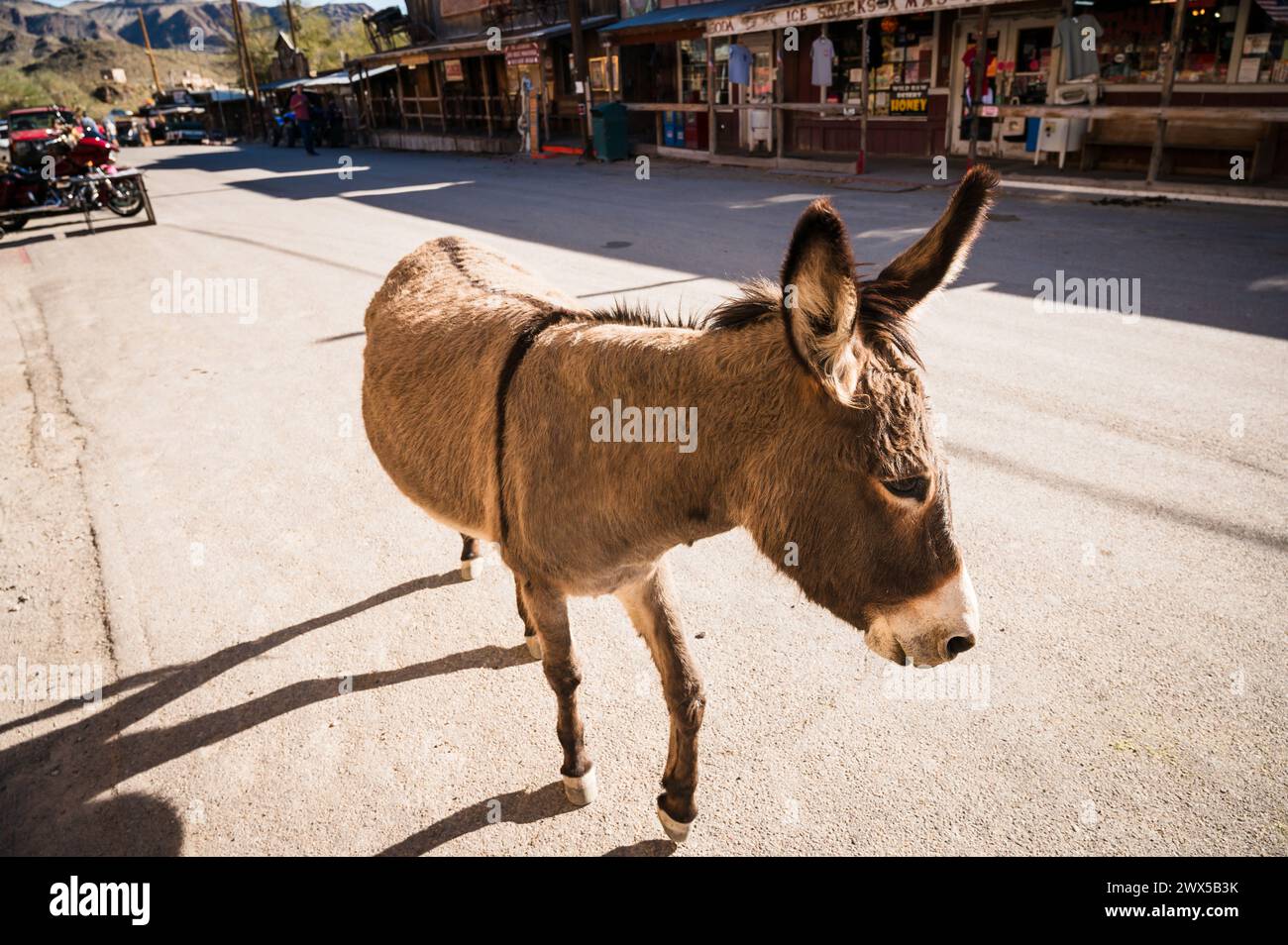 Wild burros walk through the historic gold mining town of Oatman ...