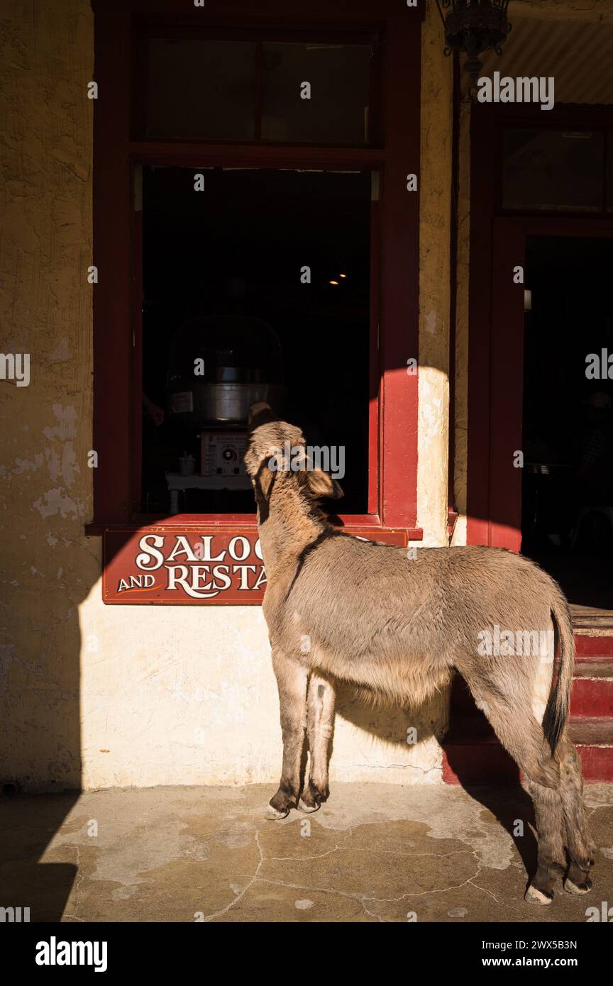 Wild burros walk through the historic gold mining town of Oatman ...