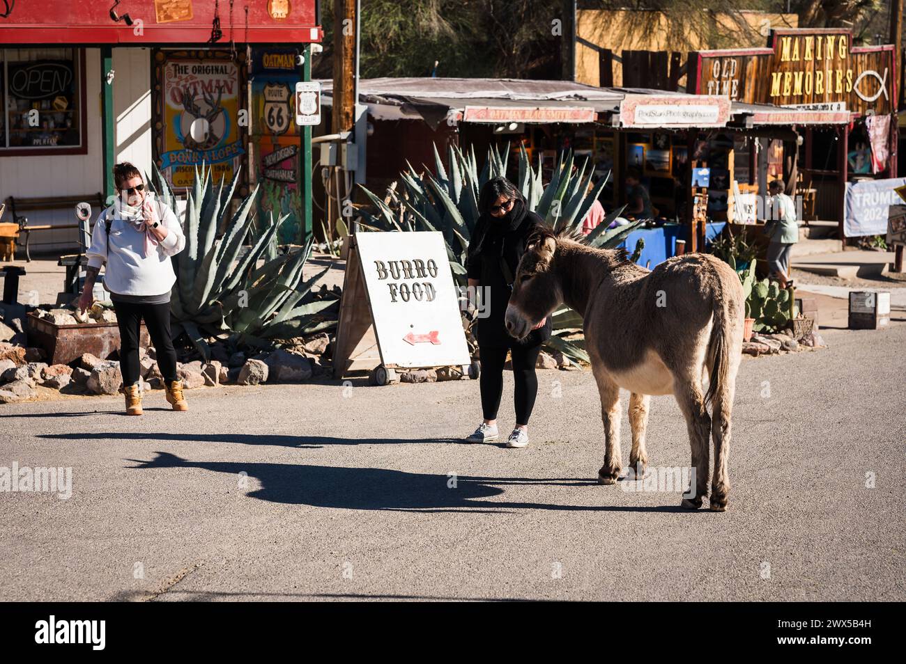 Wild burros walk through the historic gold mining town of Oatman ...