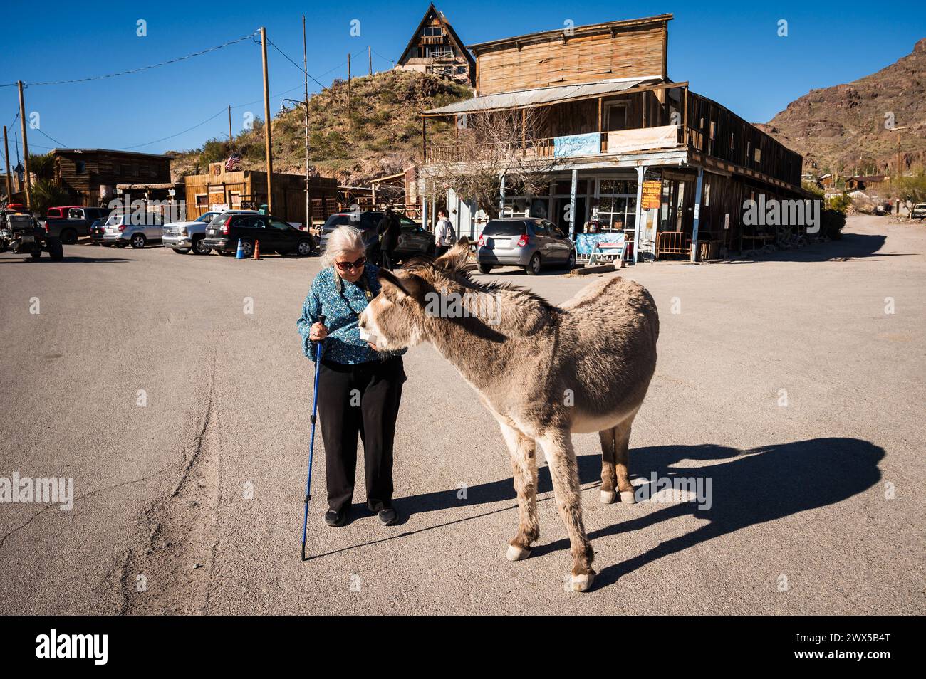 Wild burros walk through the historic gold mining town of Oatman ...