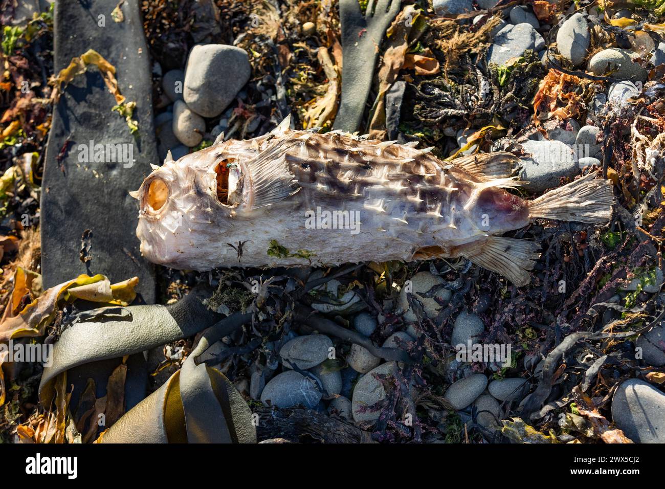 Pufferfish mortality hi-res stock photography and images - Alamy