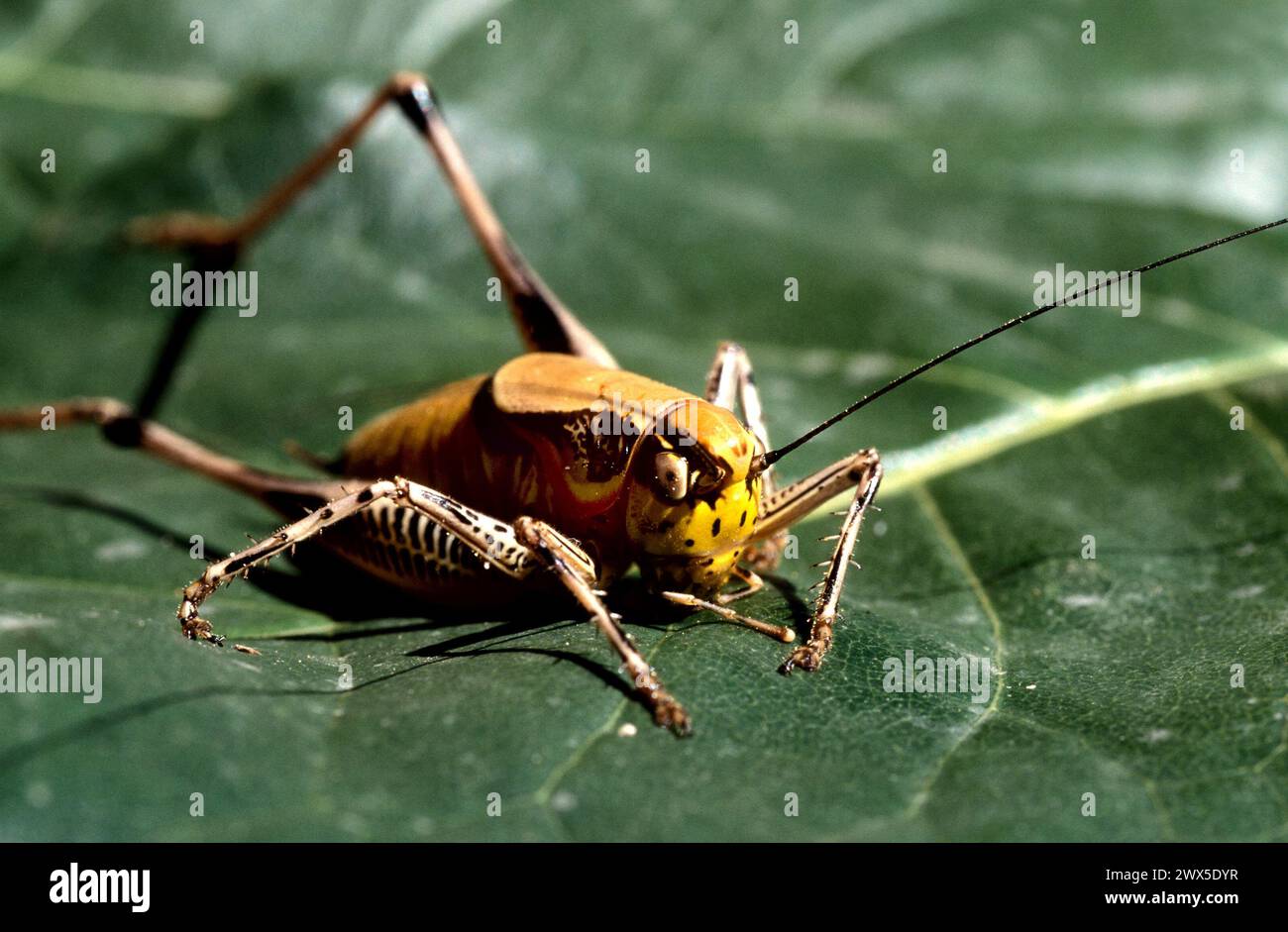 Sunny locus hi-res stock photography and images - Alamy