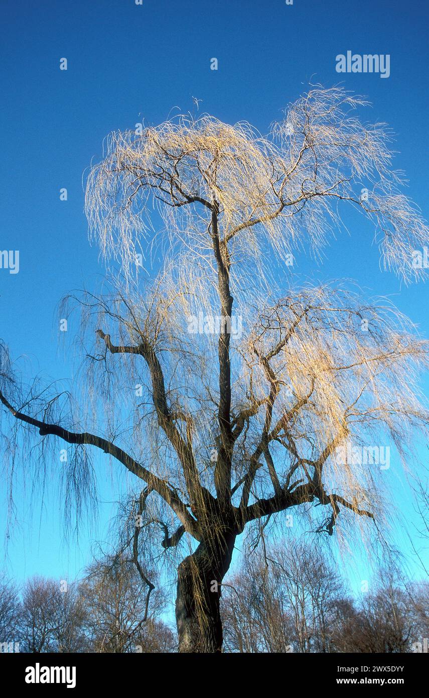 Willow tree in early spring ( Salix x Sepulcralis Chrysocoma ), English ...