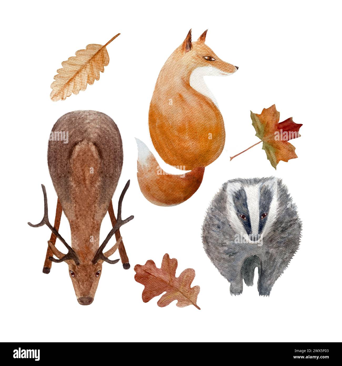 Stag, fox, badger watercolor flat illustration set isolated on white ...