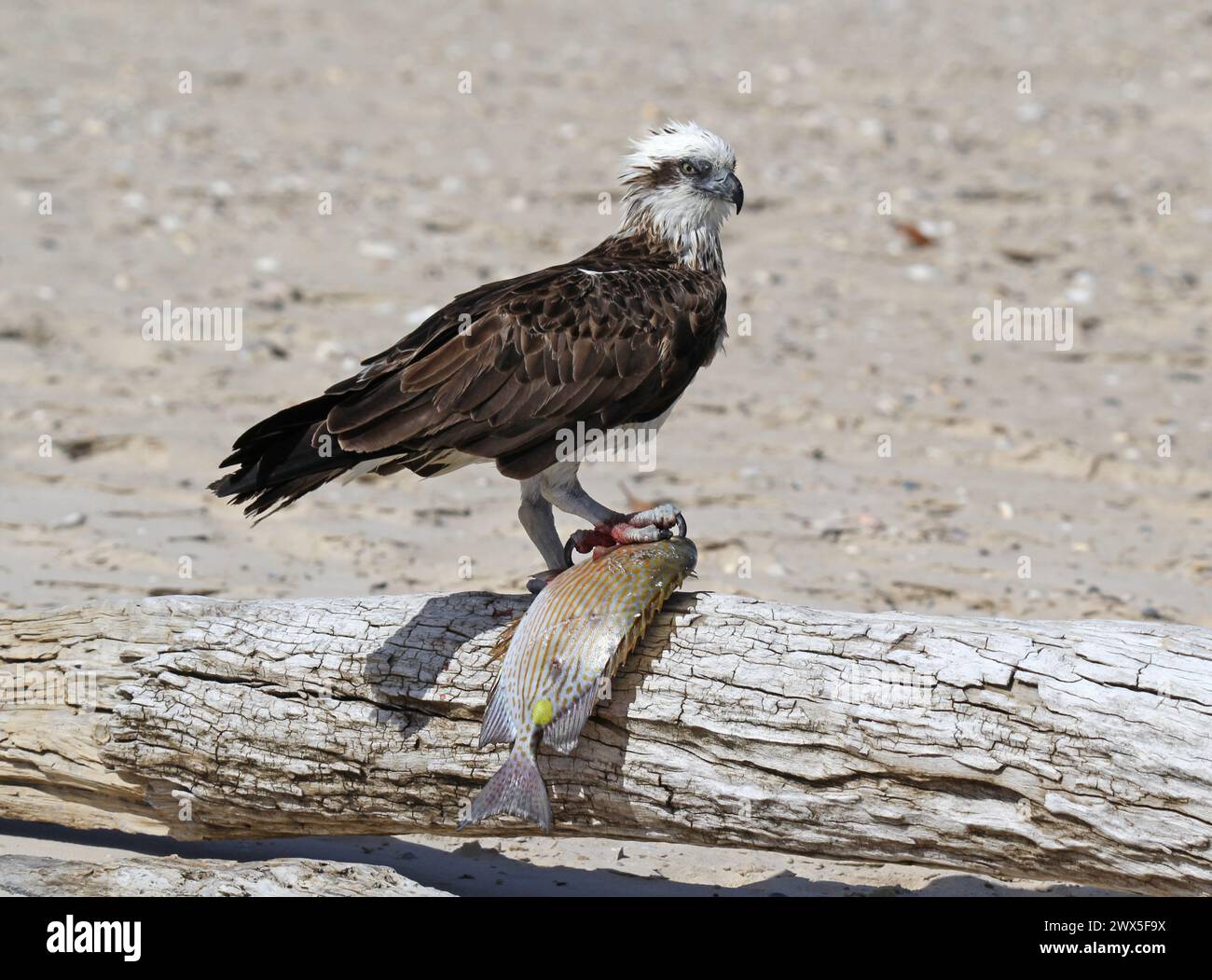 Osprey bird with a fish standing on a log at a beach Stock Photo - Alamy