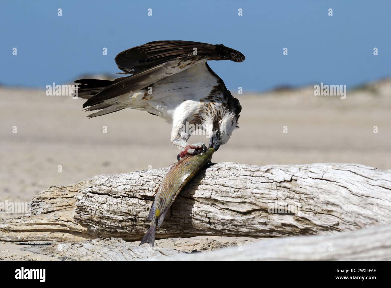 Osprey bird eating a fish on a log at a beach Stock Photo - Alamy