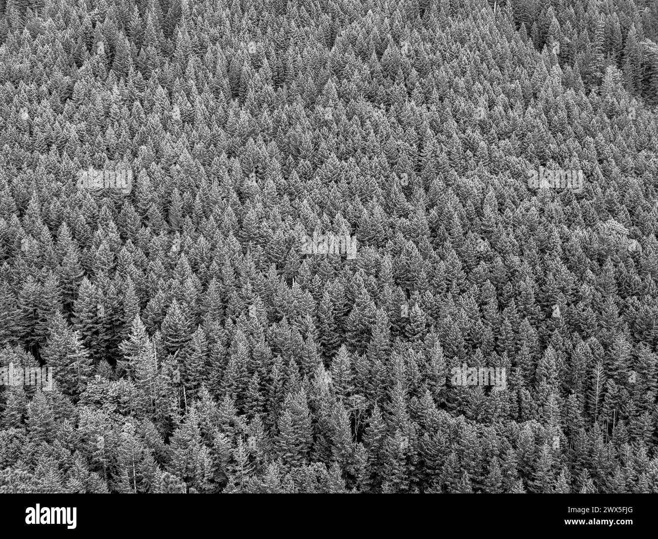 Fir and cedar trees hi-res stock photography and images - Alamy
