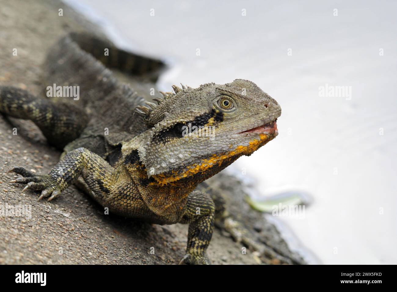 Dragon head rock hi-res stock photography and images - Alamy