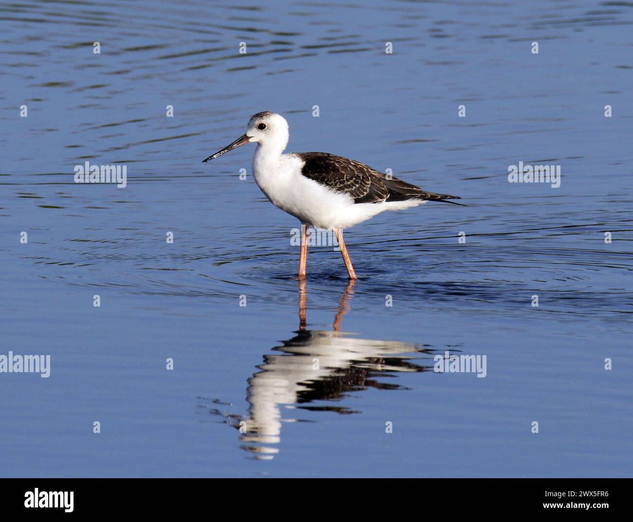 Pied stilt wader bird standing in a lake of water Stock Photo - Alamy
