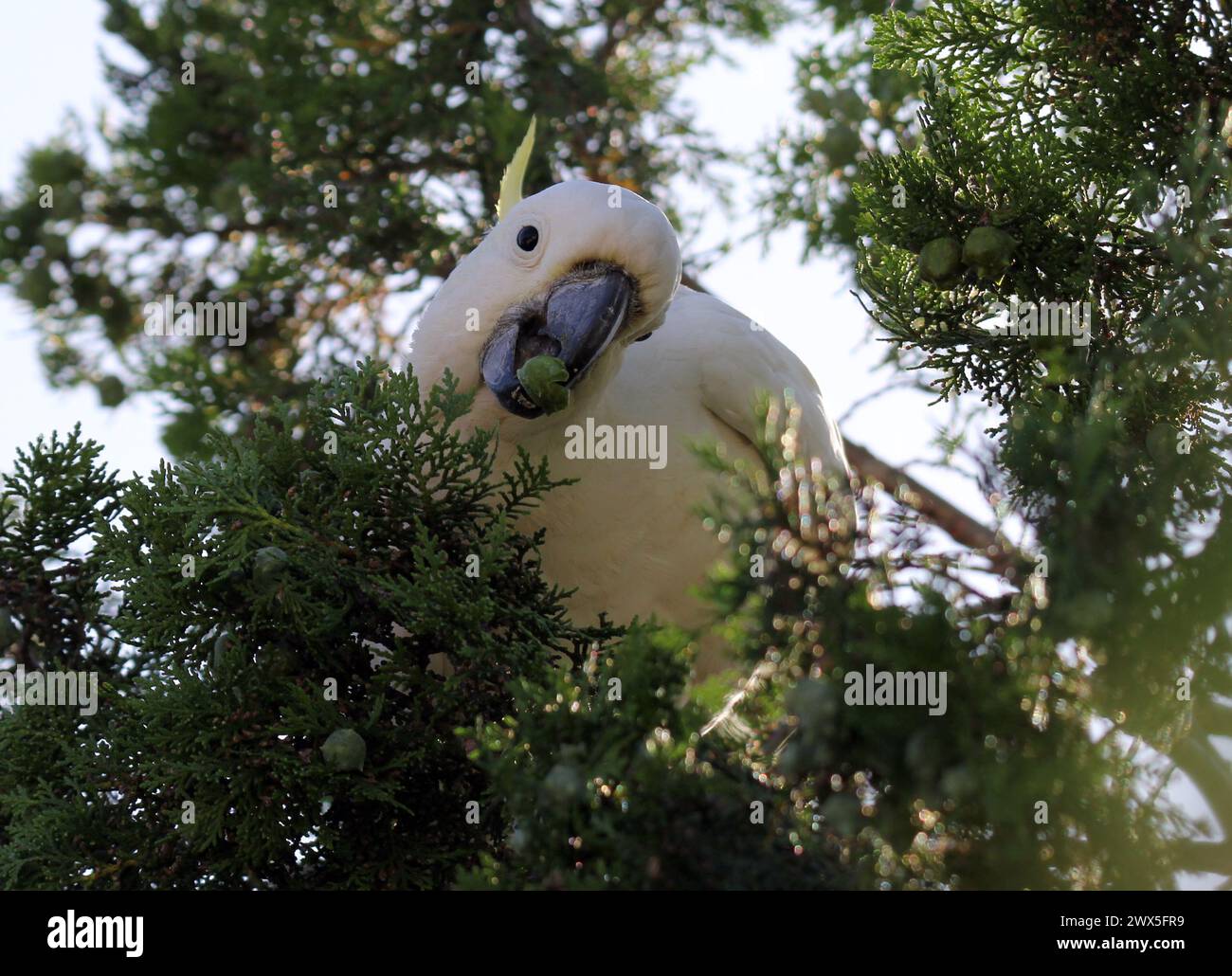 Birds eating nuts hi-res stock photography and images - Alamy