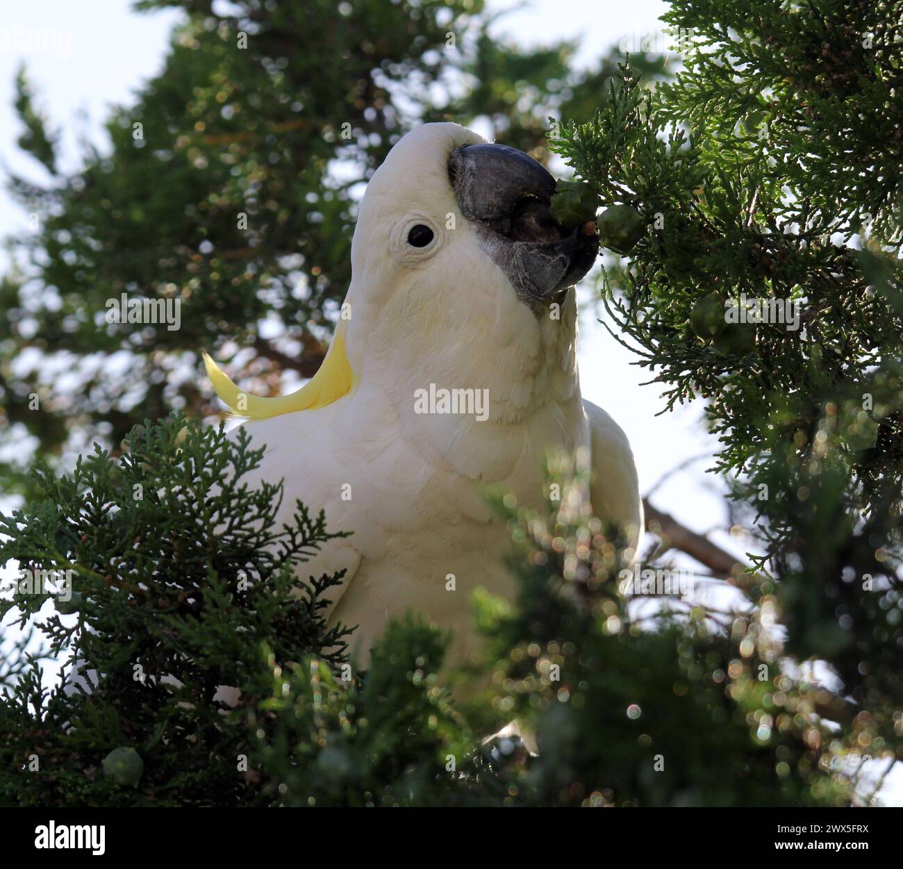 Sulphur-crested cockatoo parrot bird eating pine nuts in a tree Stock ...