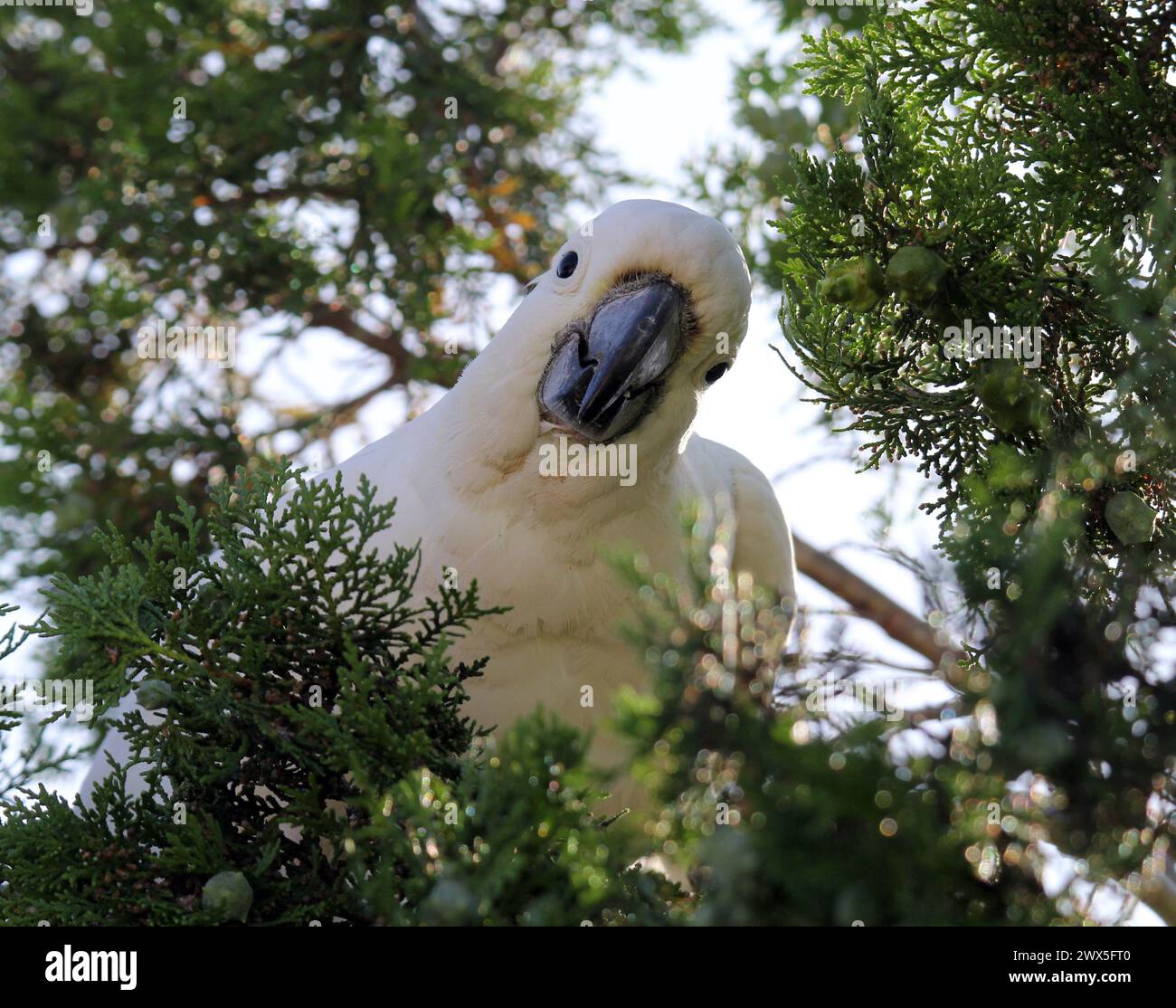 Sulphur-crested cockatoo parrot bird sitting in a pine tree Stock Photo ...