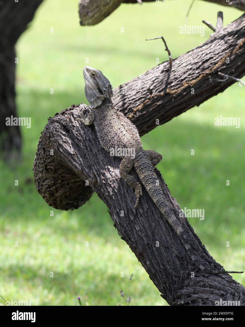 Eastern bearded dragon lizard reptile sitting on a tree trunk Stock ...