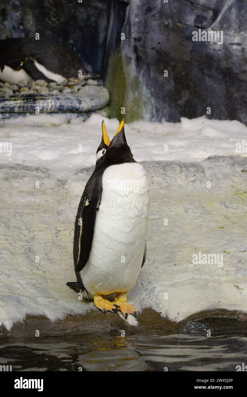 ORLANDO, FL - DECEMBER 20: Besieged theme park SeaWorld has launched ...