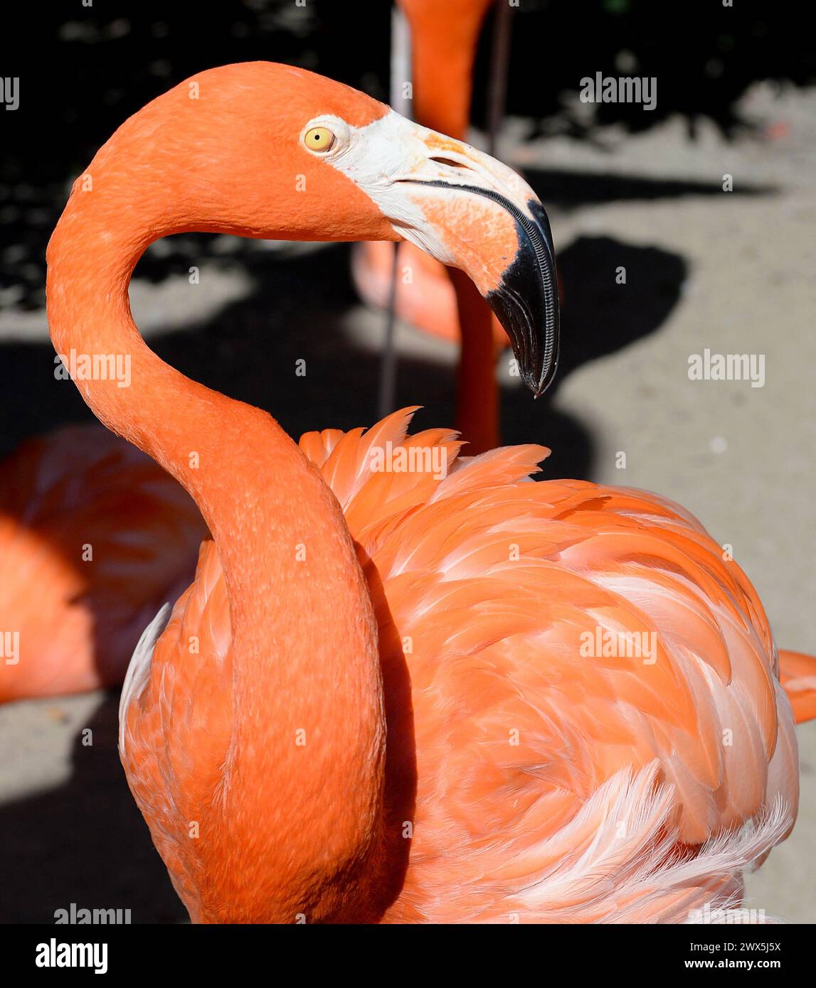 ORLANDO, FL - DECEMBER 20: Besieged theme park SeaWorld has launched ...
