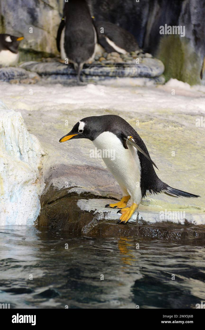 ORLANDO, FL - DECEMBER 20: Besieged theme park SeaWorld has launched ...
