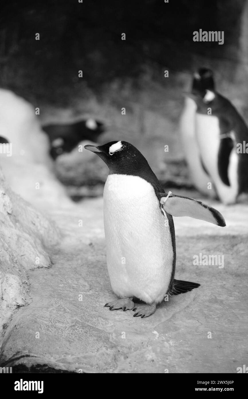 ORLANDO, FL - DECEMBER 20: Besieged theme park SeaWorld has launched ...