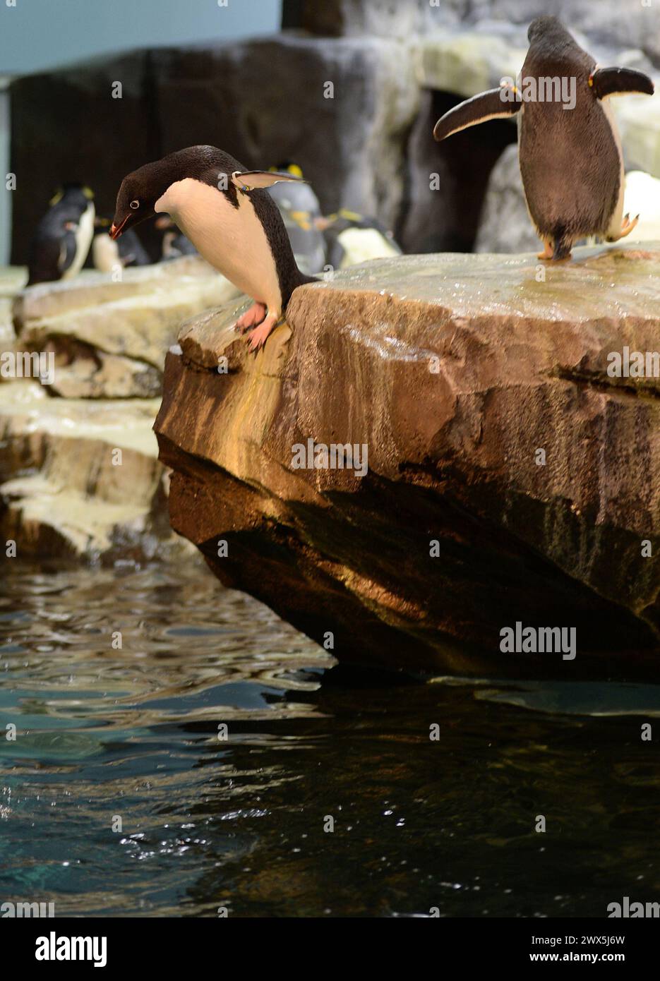 ORLANDO, FL - DECEMBER 20: Besieged theme park SeaWorld has launched ...