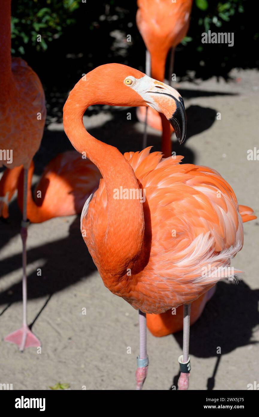 ORLANDO, FL - DECEMBER 20: Besieged theme park SeaWorld has launched ...