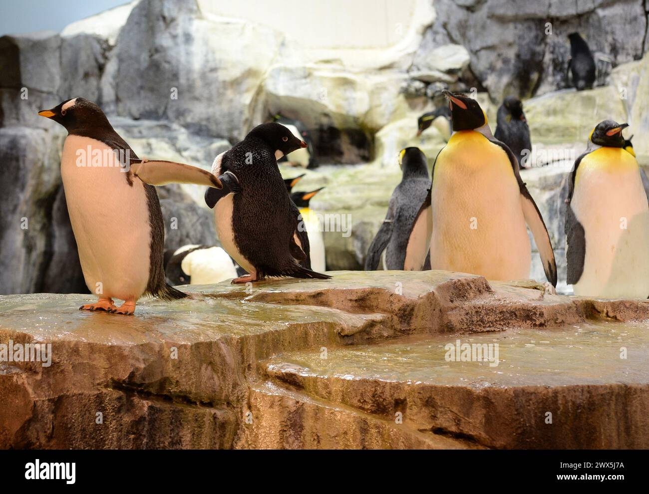 ORLANDO, FL - DECEMBER 20: Besieged theme park SeaWorld has launched ...