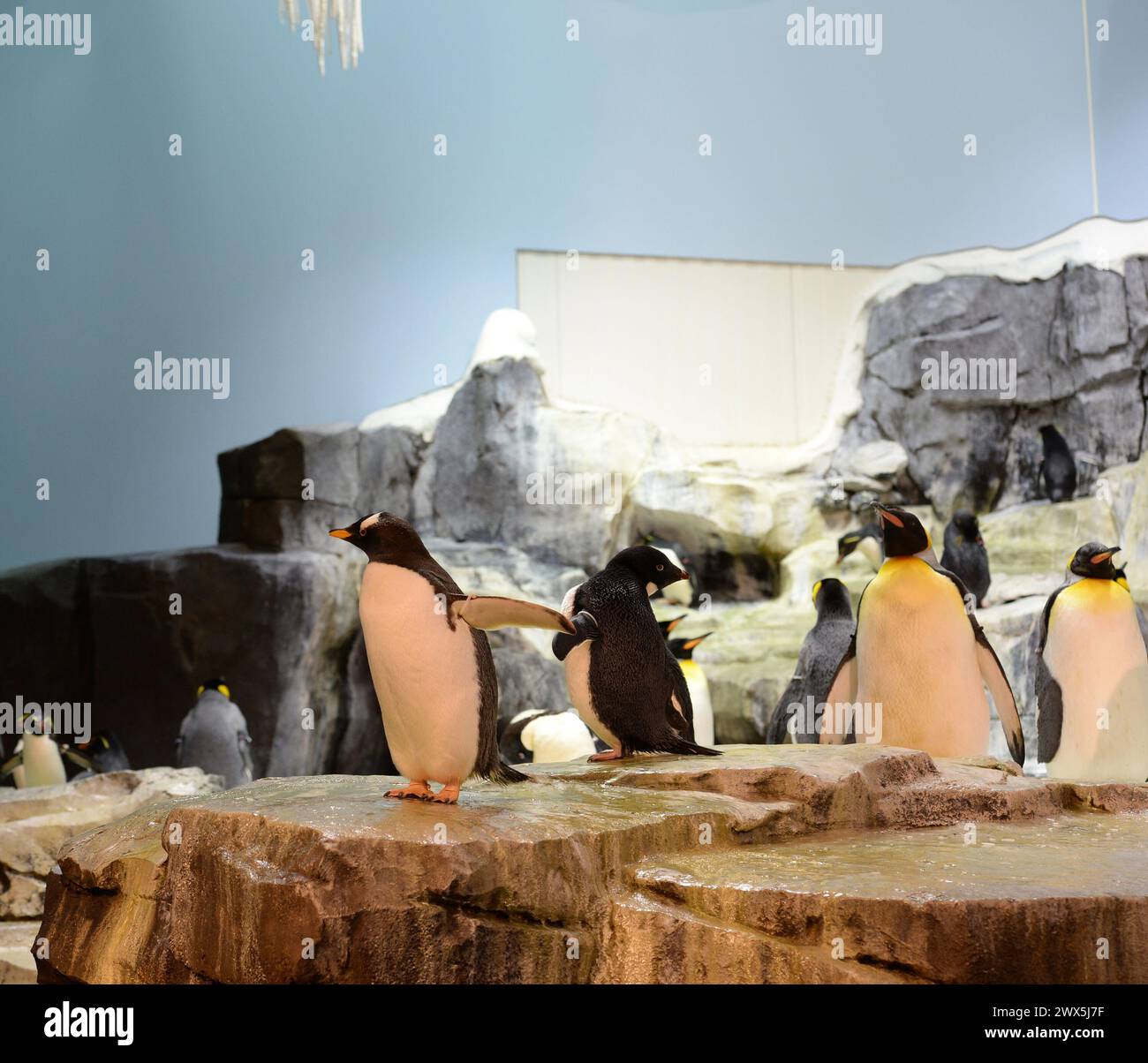 ORLANDO, FL - DECEMBER 20: Besieged theme park SeaWorld has launched ...