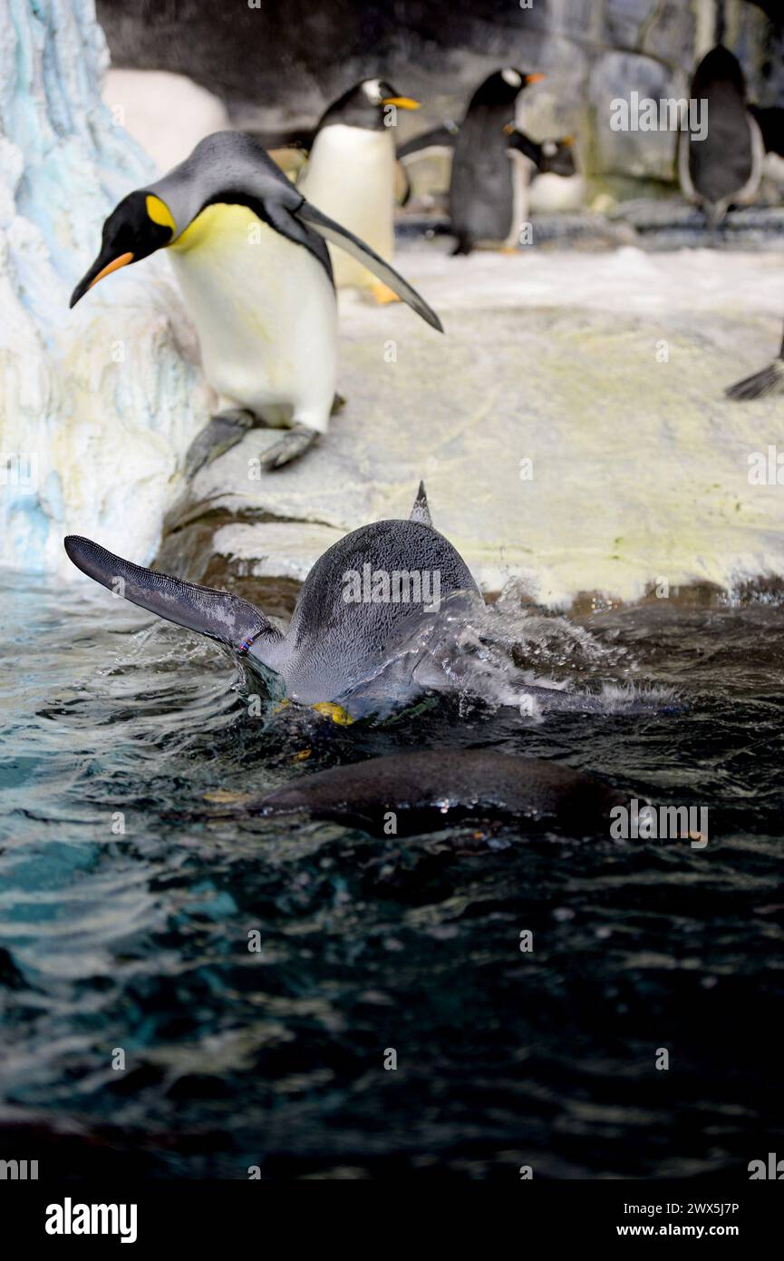 ORLANDO, FL - DECEMBER 20: Besieged theme park SeaWorld has launched ...