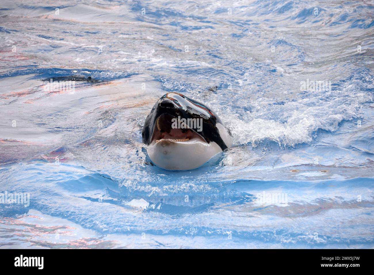 ORLANDO, FL - DECEMBER 20: Besieged theme park SeaWorld has launched ...