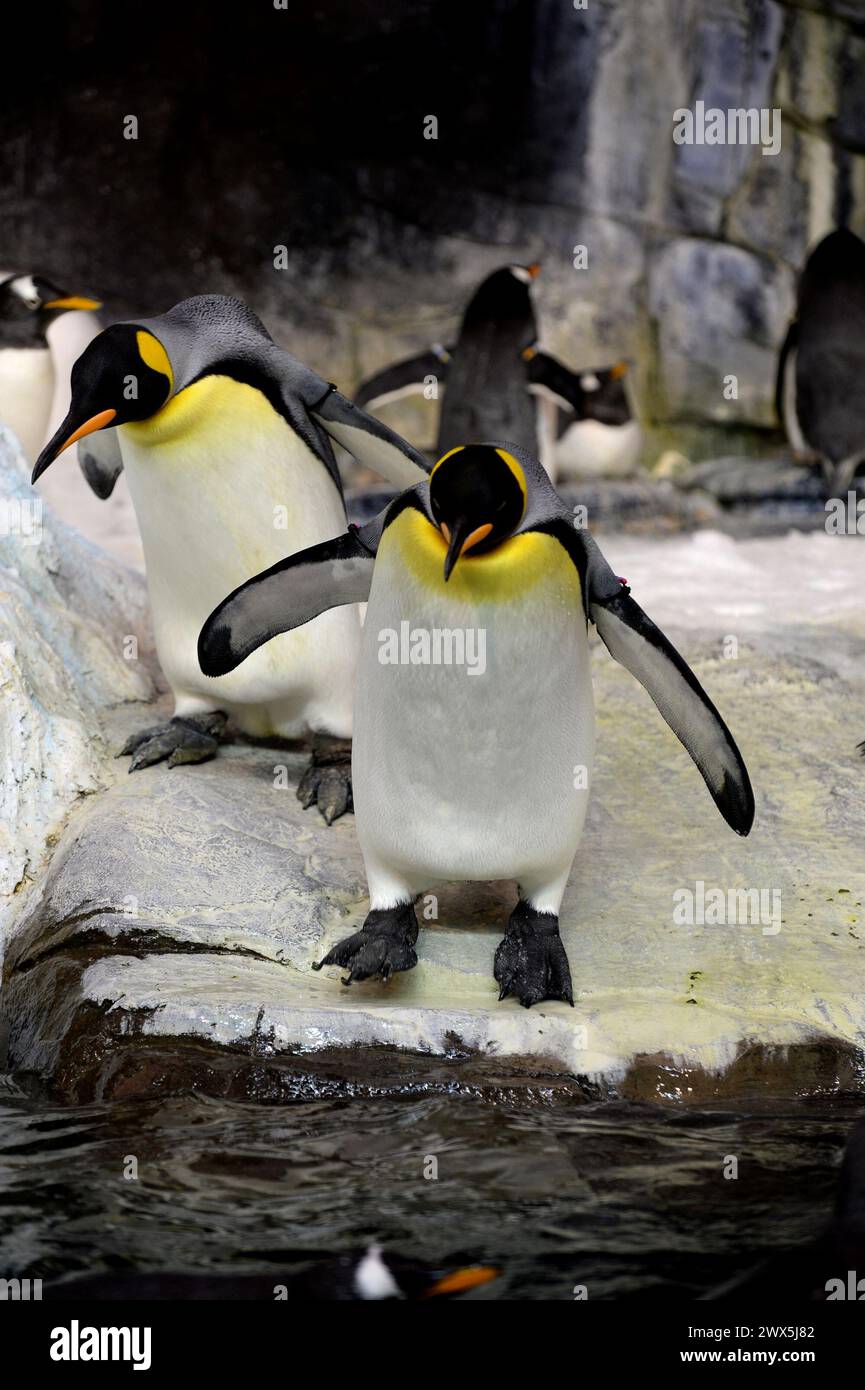 ORLANDO, FL - DECEMBER 20: Besieged theme park SeaWorld has launched ...