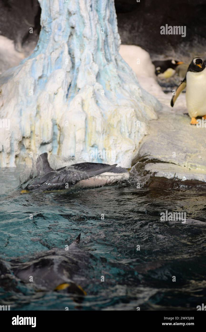 ORLANDO, FL - DECEMBER 20: Besieged theme park SeaWorld has launched ...