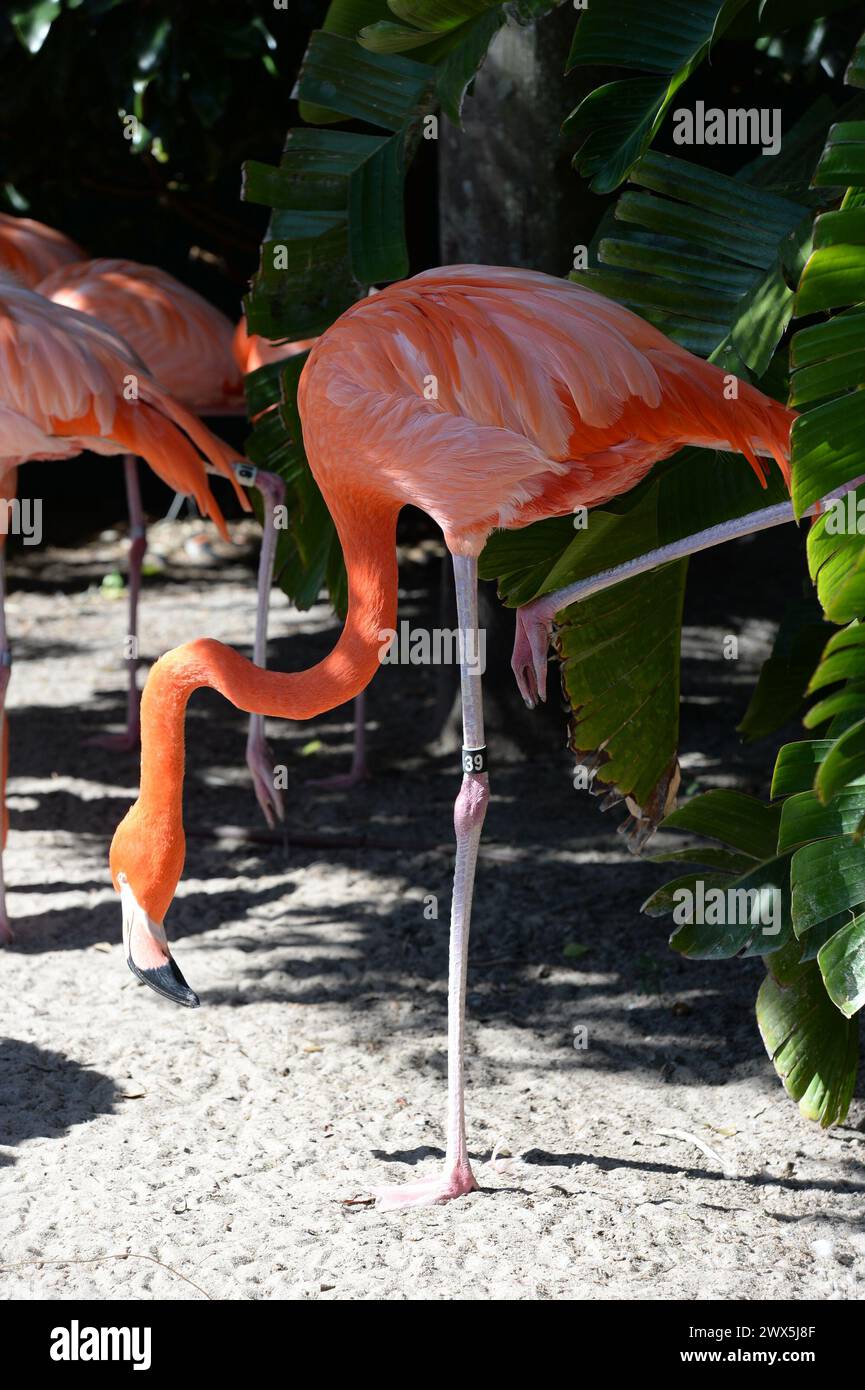ORLANDO, FL - DECEMBER 20: Besieged theme park SeaWorld has launched ...