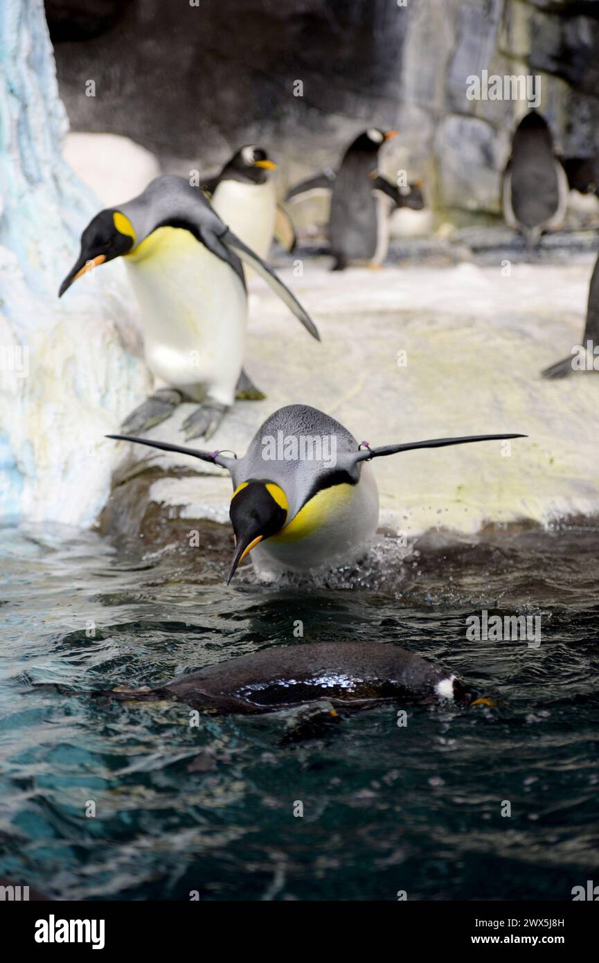 ORLANDO, FL - DECEMBER 20: Besieged theme park SeaWorld has launched ...