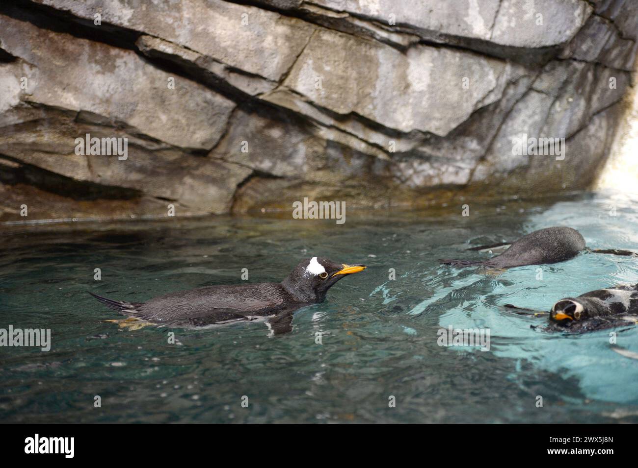ORLANDO, FL - DECEMBER 20: Besieged theme park SeaWorld has launched ...