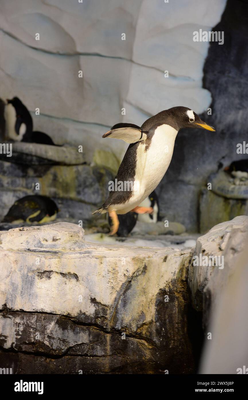 ORLANDO, FL - DECEMBER 20: Besieged theme park SeaWorld has launched ...