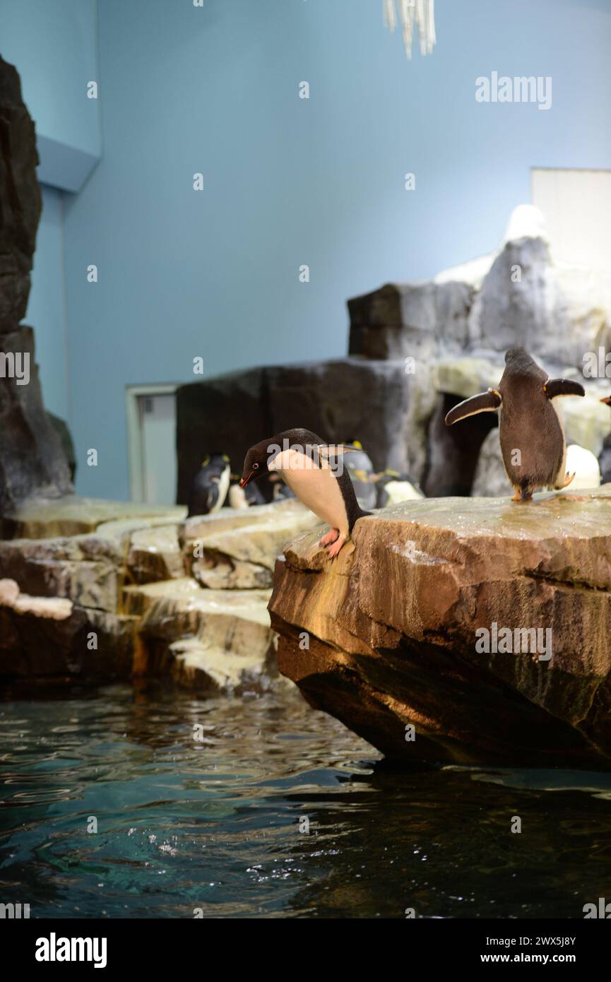 ORLANDO, FL - DECEMBER 20: Besieged theme park SeaWorld has launched ...